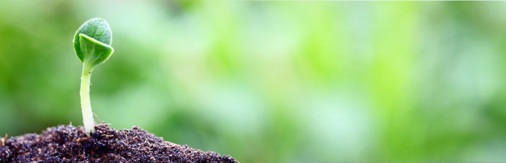 Carl Pabst – Samen und Saaten GmbH